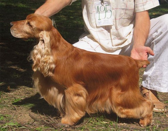 Royal Antidotum - cocker spaniel angielski