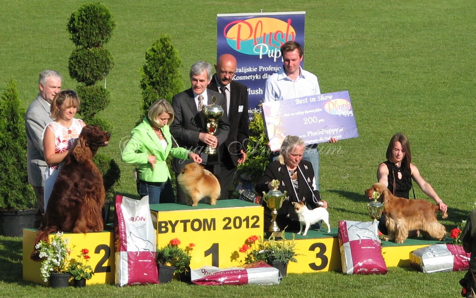 Royal Antidotum - cocker spaniel angielski