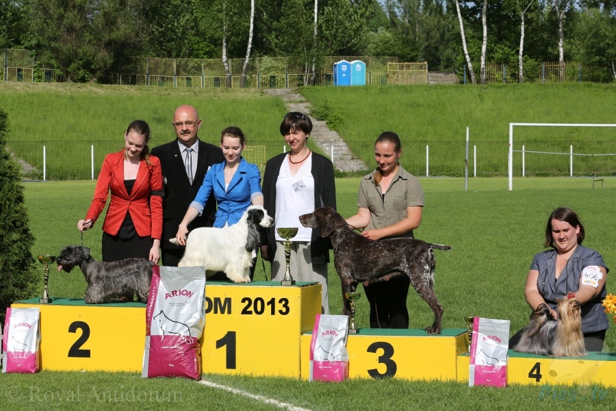 Royal Antidotum - cocker spaniel angielski